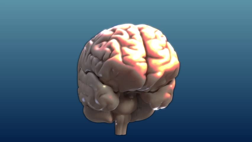 highlighted brain anatomy parts Stock Footage Video (100% Royalty-free ...