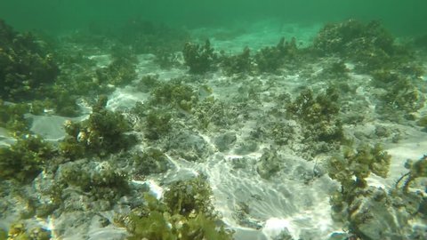 Go Pro Point View Coral Reefs Stock Footage Video (100% Royalty-free ...