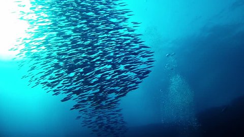 Mackerel Swarm Forming Bait Ball Fish Stock Footage Video (100% Royalty ...