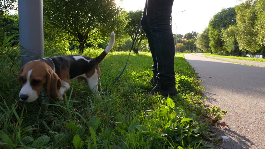 Young Beagle Dog Sniff Grass Stock Footage Video (100% Royalty-free ...