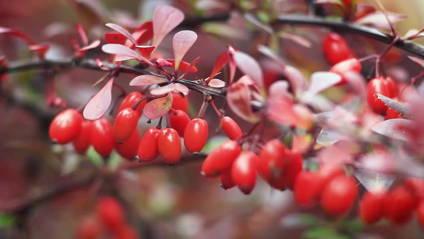 barberry berberis vulgaris branch fresh ripe Stock Footage Video (100% ...