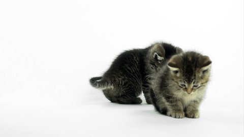 Cute Pet Baby Tabby Kittens Playing Stock Footage Video (100% Royalty ...