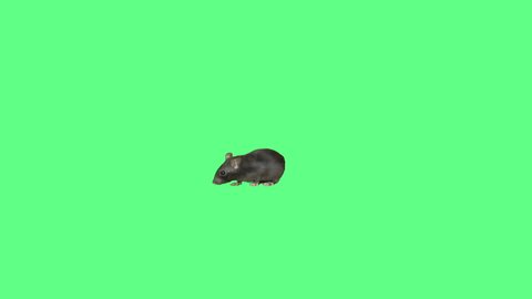 Rat Running On Green Screen Stock Footage Video (100% Royalty-free ...