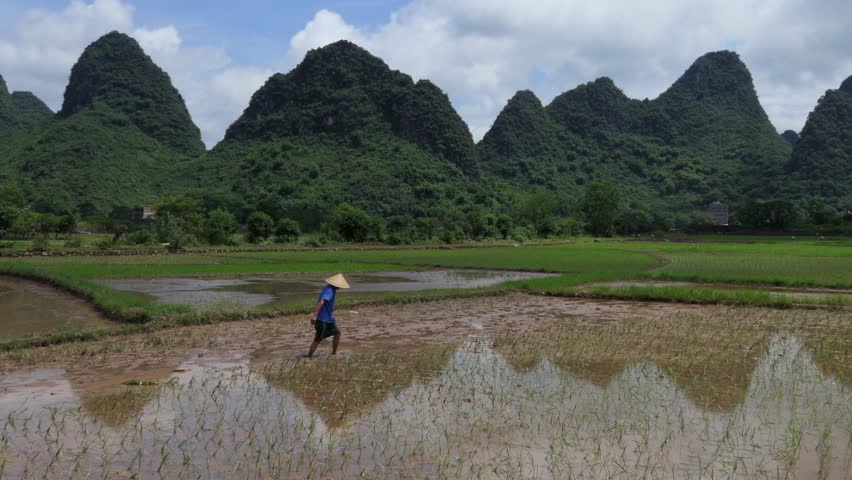 Rice Field Tools Stock Video Footage - 4K and HD Video Clips | Shutterstock