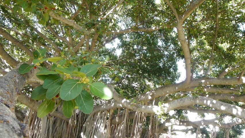 banian tree Stock Footage Video (100% Royalty-free) 3145960 | Shutterstock