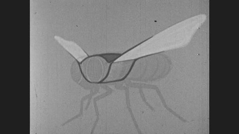 1950s Illustration Demonstrates How Insects Fly Stock Footage Video ...