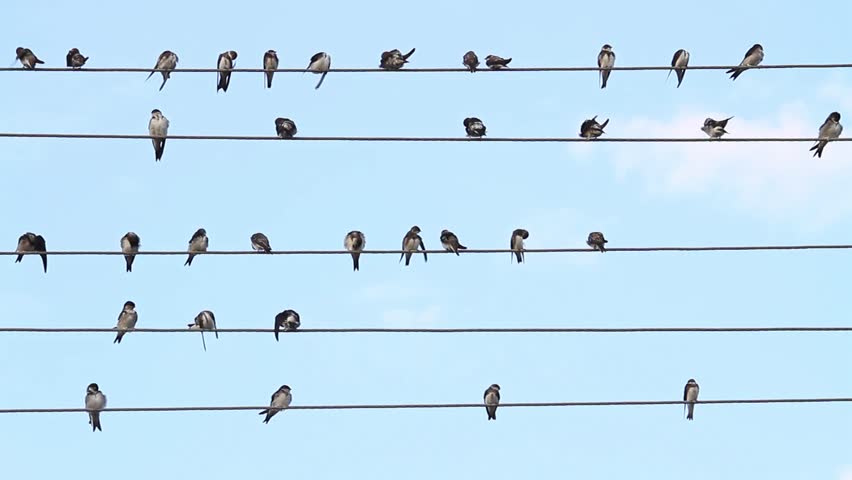 Birds flying off the wire image - Free stock photo - Public Domain ...