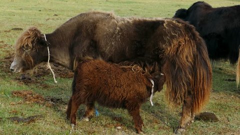 Yak tail Stock Video Footage - 4K and HD Video Clips | Shutterstock