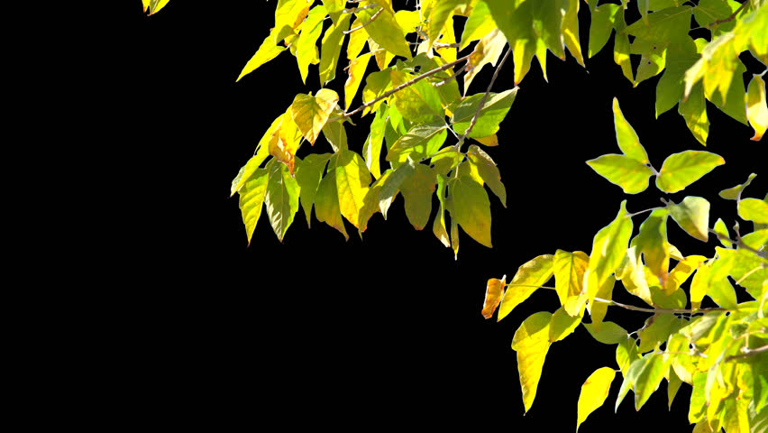 Alpha Channel Tree Leaves the Stock Footage Video (100% Royalty-free ...