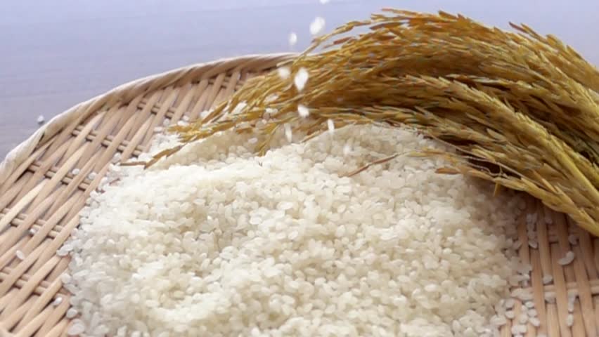 rice field japanese uruchimai plate shooting Stock Footage Video (100% ...