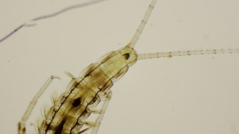 Mayfly Nymph Dorsal View Under Microscope Stock Footage Video (100% ...