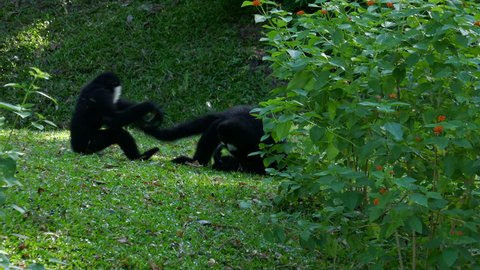 Black Gibbons Whitecheeked Gibbon Playing His Stock Footage Video (100% ...