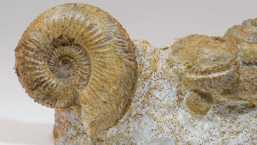 Ammonite in Rock image - Free stock photo - Public Domain photo - CC0 ...