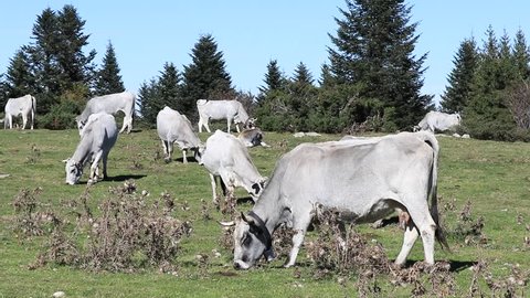 Herd Gascon Cows Pyrenees Occitanie South Stock Footage Video (100% ...