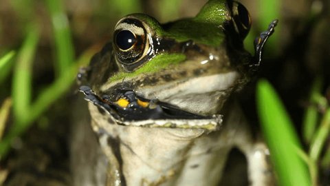 Frog Cannibalism Neotropical Green Frog Lithobates Stock Footage Video ...