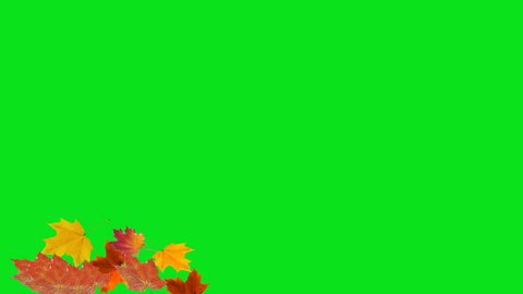 leaf fall animation autumn maple leaves Stock Footage Video (100% ...