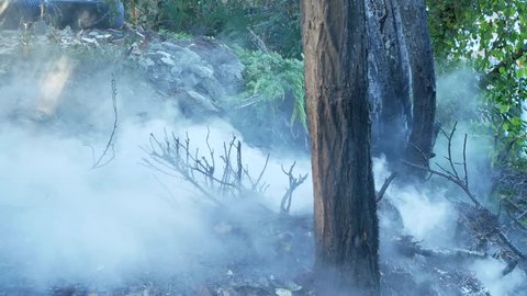 Extinguishing Forest Fire Smoke Water Spray Stock Footage Video (100% ...