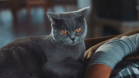 Closeup Portrait Angry Scottish Highland Straight Stock Footage Video ...