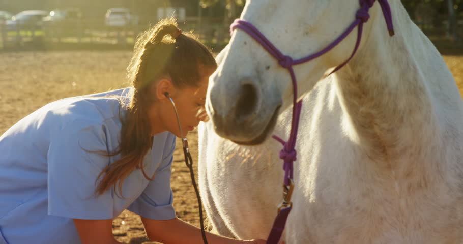 Veterinarian Doctor Checking the Horse Stock Footage Video (100% ...