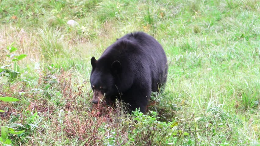 Grizzly bear Face image - Free stock photo - Public Domain photo - CC0 ...