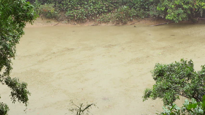 Tropical Rainstorm Over a Rainforest Stock Footage Video (100% Royalty ... Tropical Rainstorm Over a Rainforest Stock Footage Video (100% Royalty ...