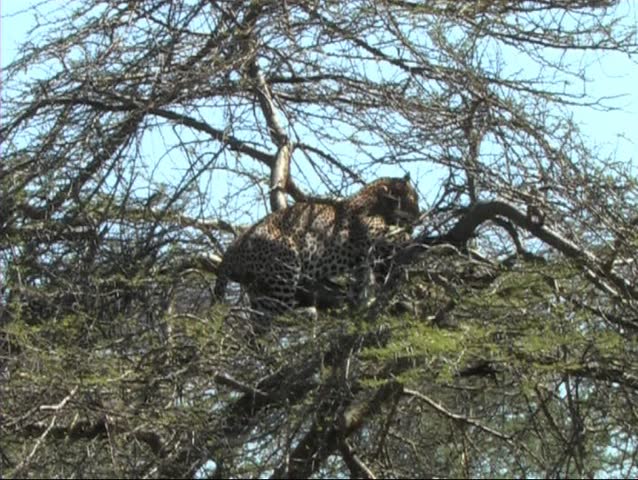 leopard eating zebra tree serengeti Stock Footage Video (100% Royalty ...