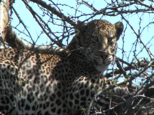 leopard eating zebra tree serengeti Stock Footage Video (100% Royalty ...