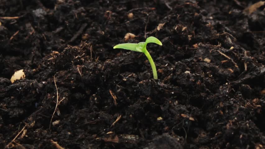 time lapse growing seedling water drop Stock Footage Video (100% ...