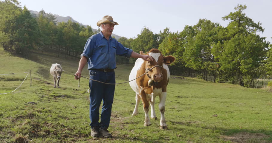 A Farmer Breeds and Cows Stock Footage Video (100% Royalty-free ...