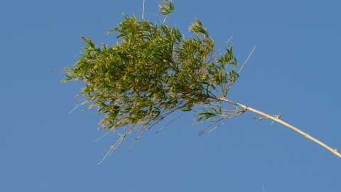 Bamboo Strong Wind Blue Sky Stock Footage Video (100% Royalty-free ...