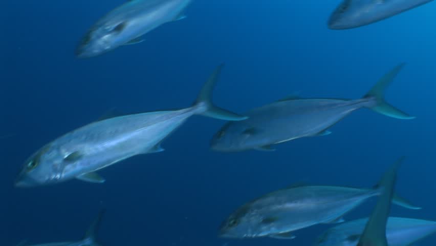 jackfish underwater jack fish patrolling on Stock Footage Video (100% ...