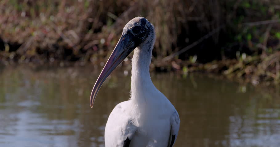 amazing close-up wood stork's face bill Stock Footage Video (100% ...