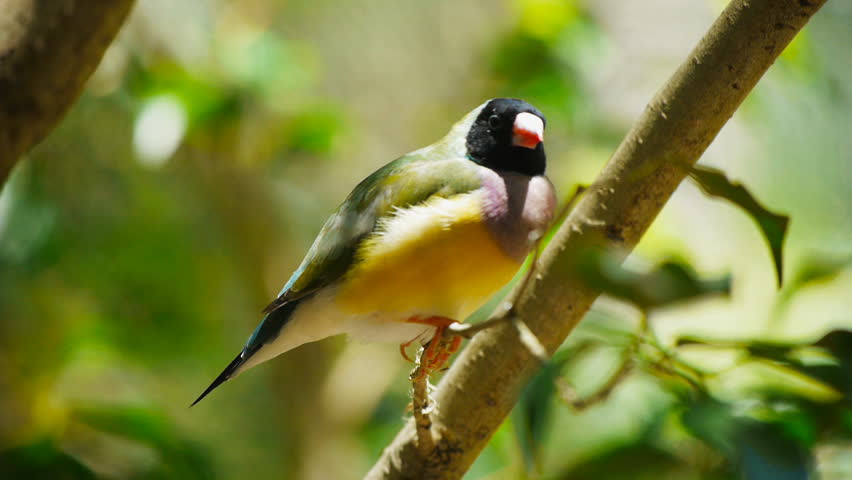 black headed gouldian finch north australia Stock Footage Video (100% ...
