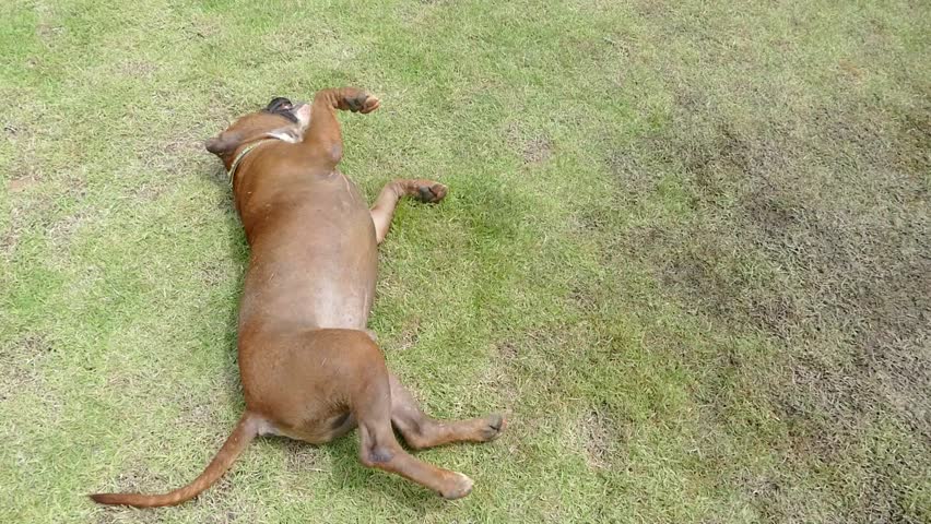 Pit Bull Lying On His Stock Footage Video (100% Royalty-free) 31834291 ...