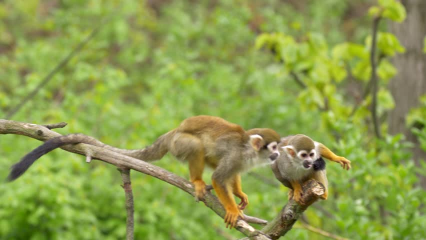 Monkey hanging by tail Stock Video Footage - 4K and HD Video Clips ...