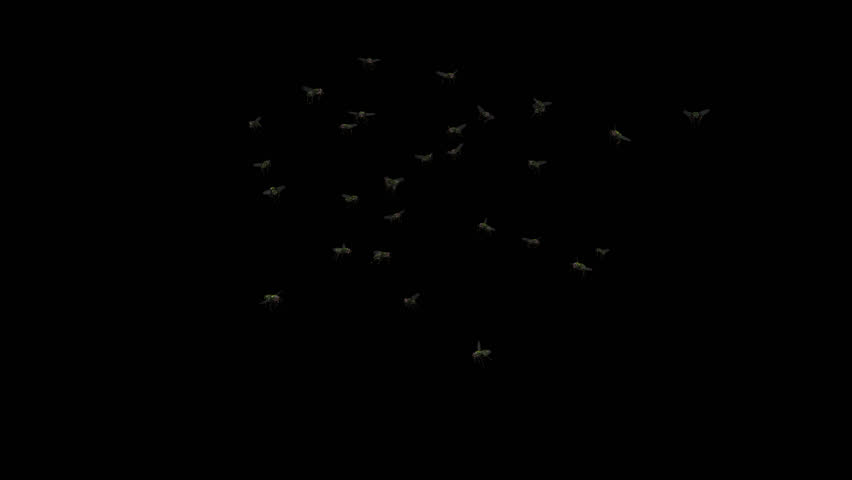 Fly Swarm - Flying Around Stock Footage Video (100% Royalty-free ...