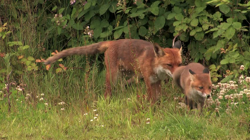 Wildlife Red Fox Father with 스톡 동영상 비디오(100% 로열티 프리) 31940833 ...