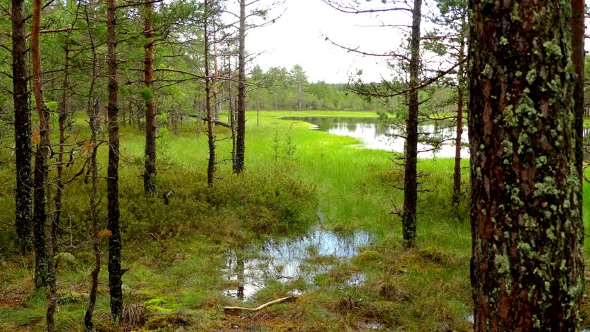 Panorama of Swamp Field in Stock Footage Video (100% Royalty-free ...