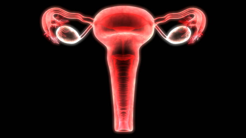 Clitoris anatomy Stock Video Footage - 4K and HD Video Clips | Shutterstock