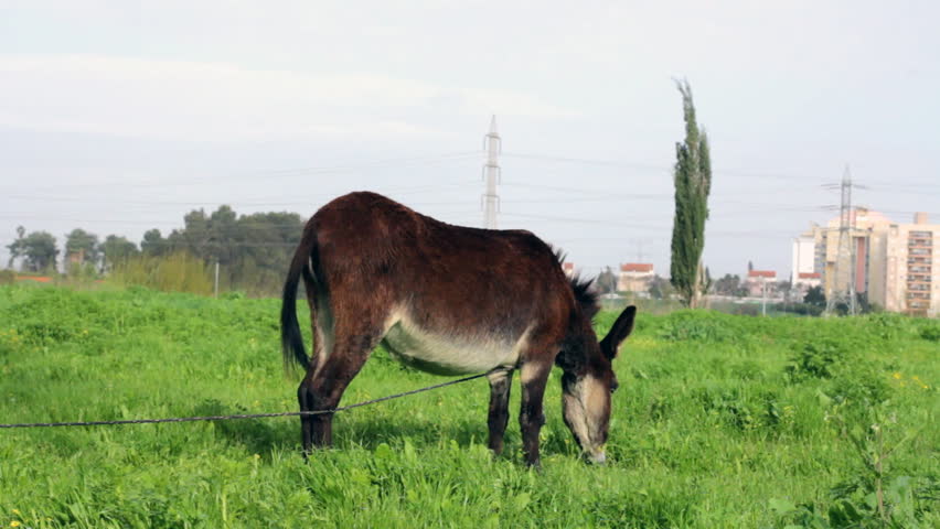 Donkey On Rope Eating Grass. Stock Footage Video (100% Royalty-free ...