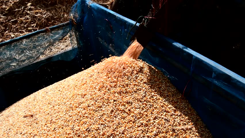 milling corn by farmers north thailand Stock Footage Video (100% ...