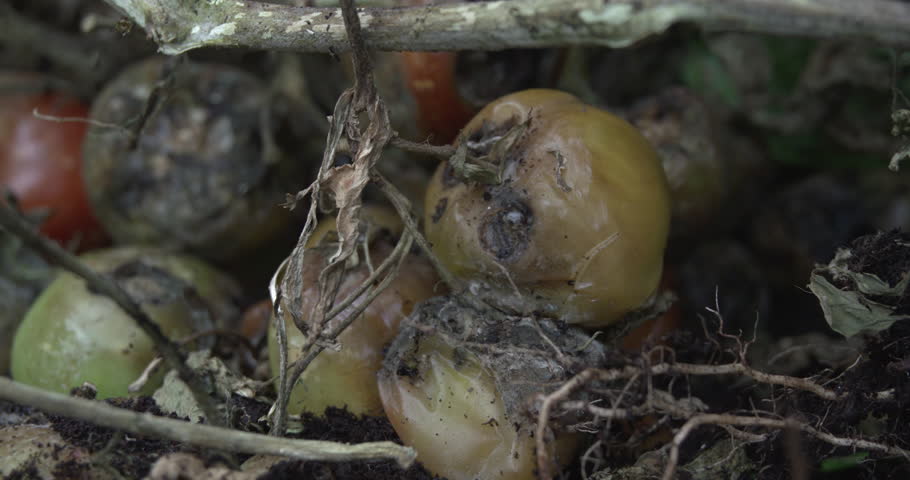 red green tomatoes infested blight disease: video stock (100% royalty ...