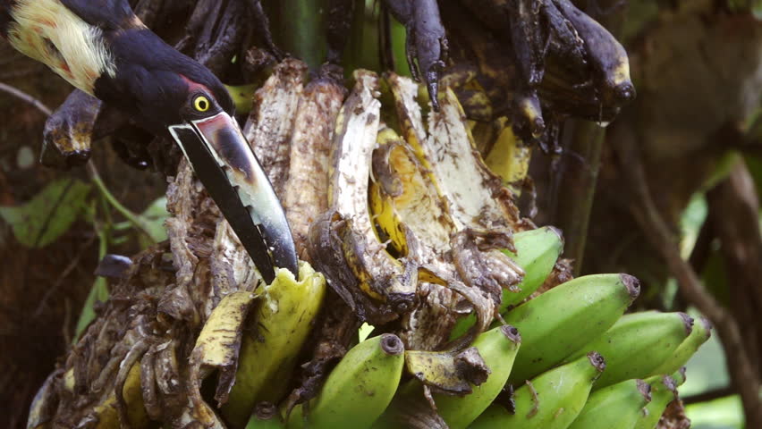 long shot tucan peak eating banana Stock Footage Video (100% Royalty ...