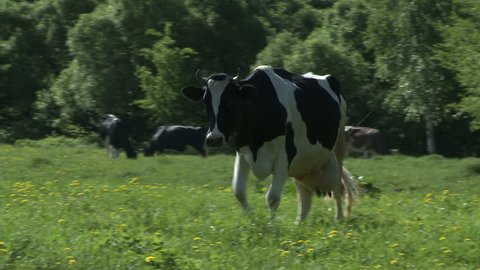 stallion covering mare herd semi-wild herds Stock Footage Video (100% ...
