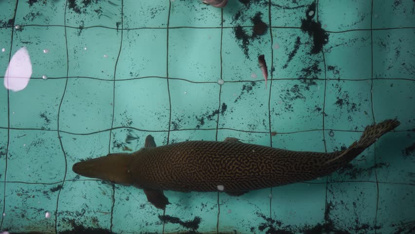 Alligator Gar swimming - Atractosteus spatula image - Free stock photo ...