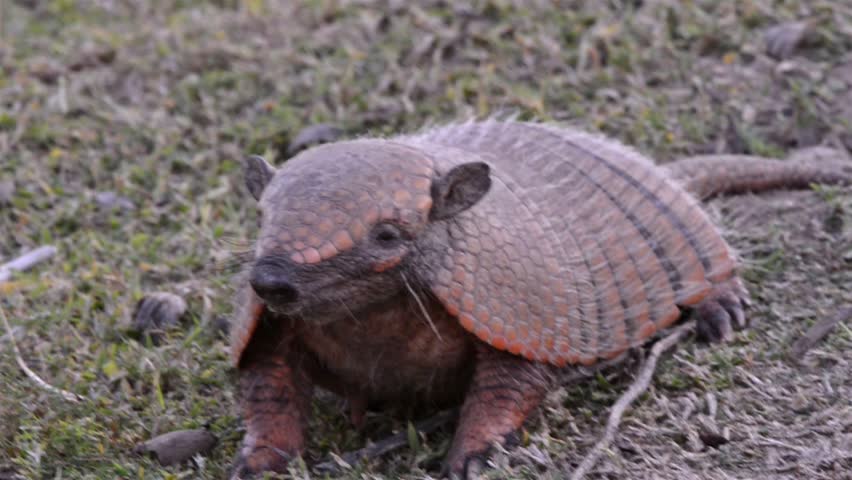 Six-banded Armadillo (euphractus Sexcinctus) Walks Stock Footage Video ...