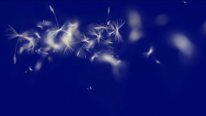 flying dandelion catkins Stock Footage Video (100% Royalty-free ...