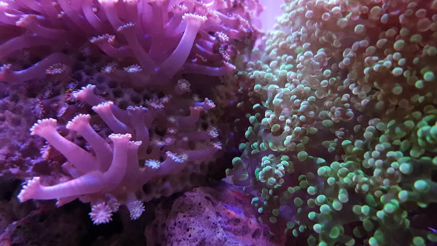 colorful corals move water Stock Footage Video (100% Royalty-free ...