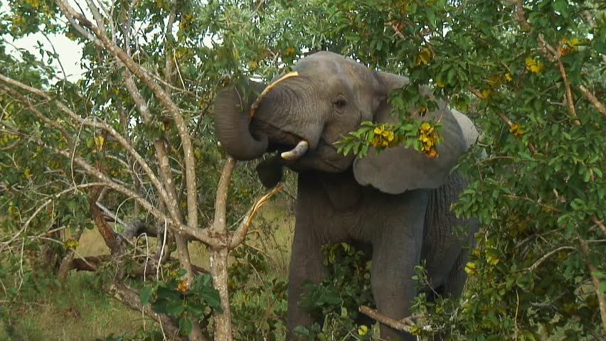 This Young African Elephant Breaks Trees Stock Footage Video (100% ...