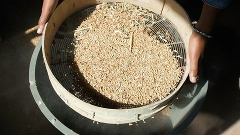 White Wheat Grains Farmer Hand Sifting Stock Footage Video (100% ...